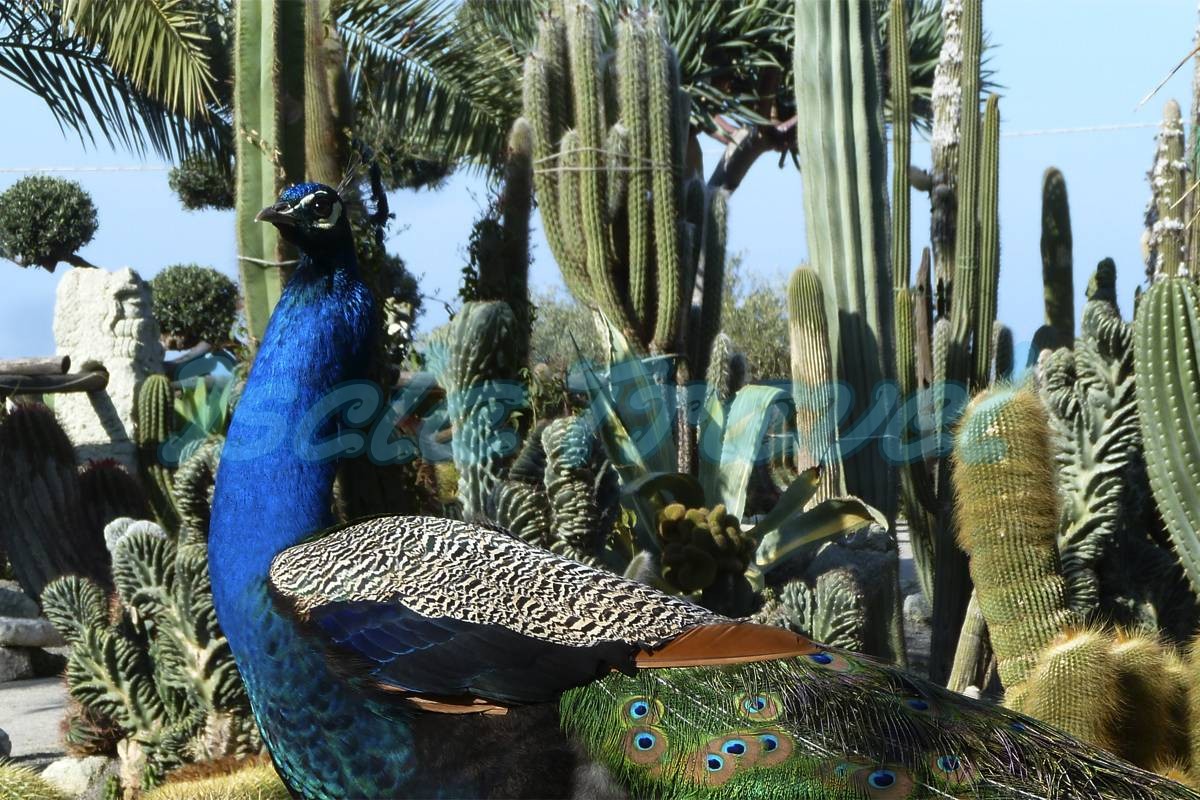 Ravino Gardens Forio Ischia